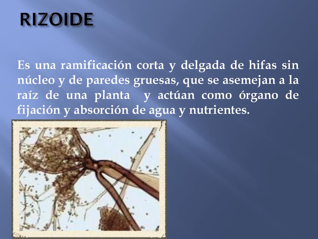 EXCESO DE HONGO CÁNDIDA ALBICANS – In Essentia